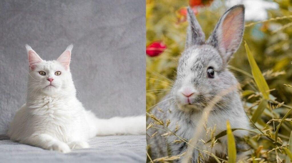 Rabbit vs Cat: What’s the Right Choice for You?